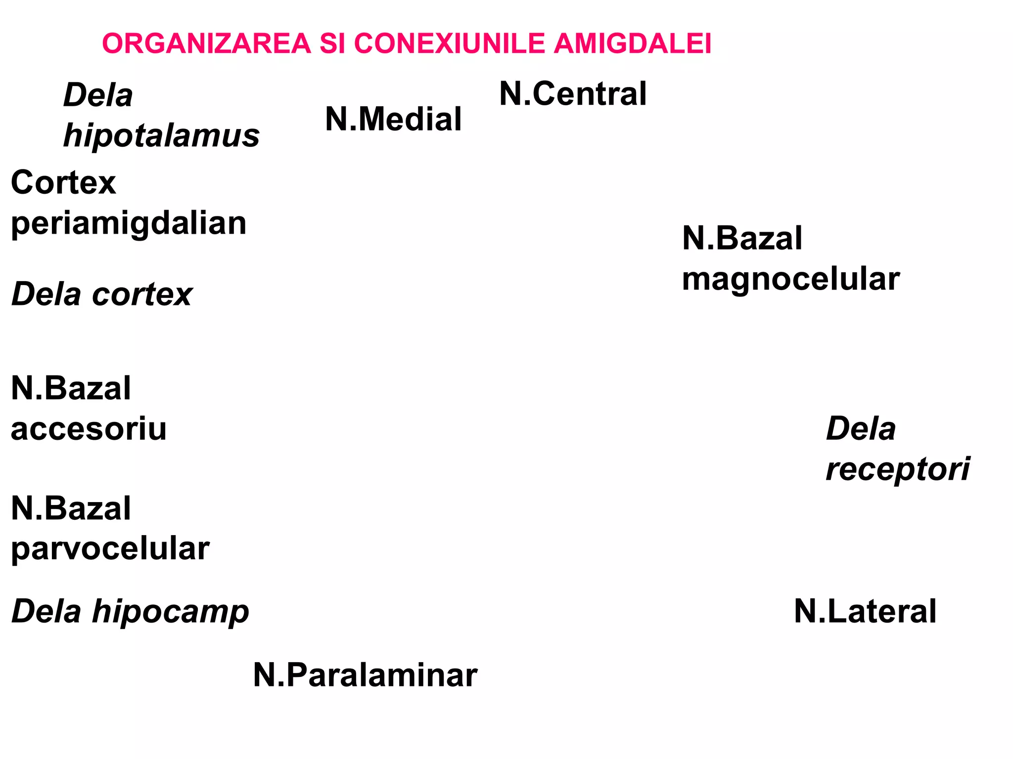 Sistemul limbic atlas de neuroanatomie | PPT