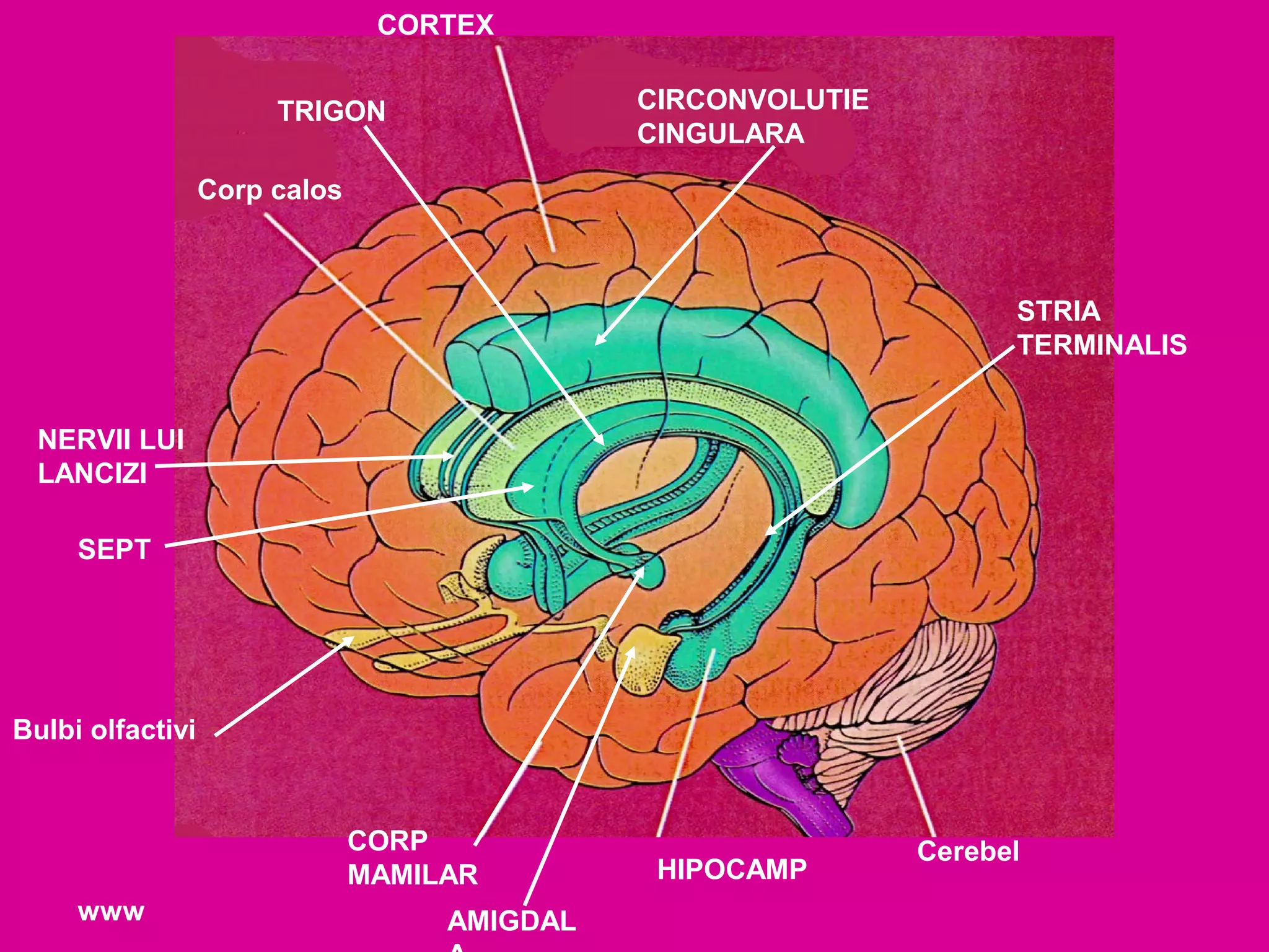 Sistemul limbic atlas de neuroanatomie | PPT