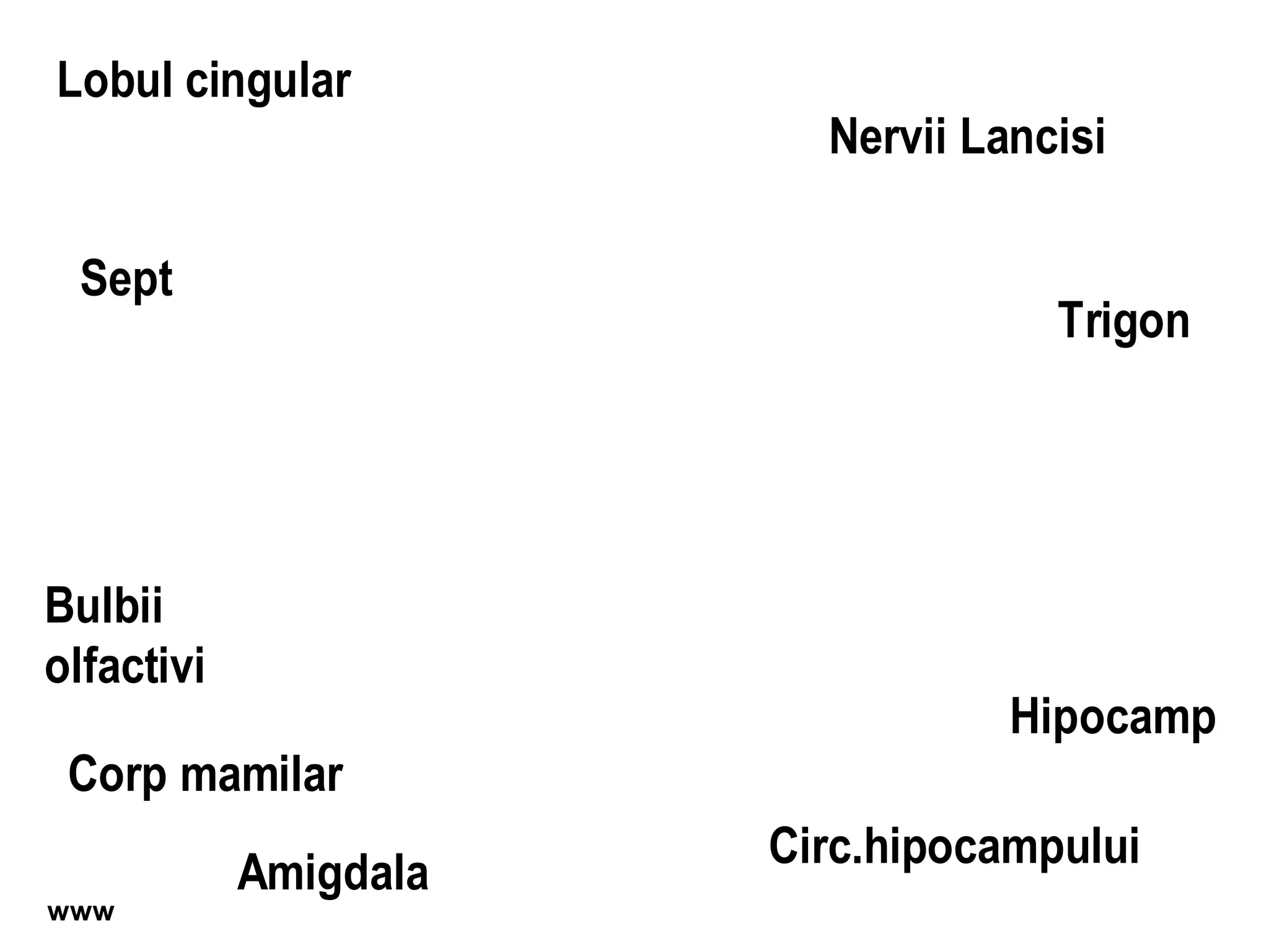Sistemul limbic atlas de neuroanatomie | PPT