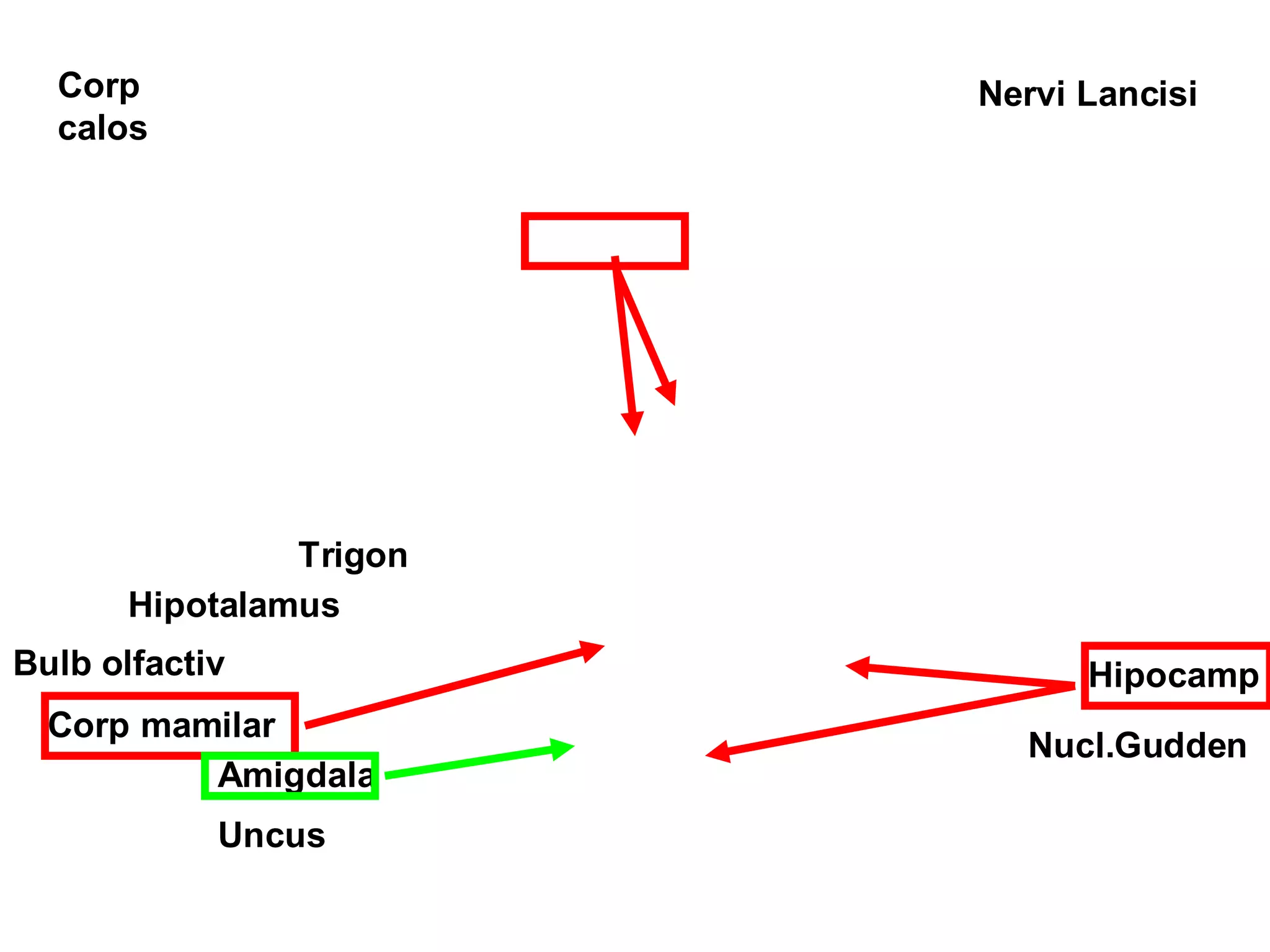 Sistemul limbic atlas de neuroanatomie | PPT