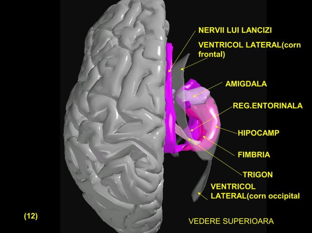 Sistemul limbic atlas de neuroanatomie | PPT