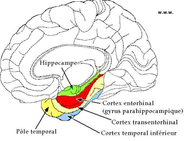 Sistemul limbic atlas de neuroanatomie