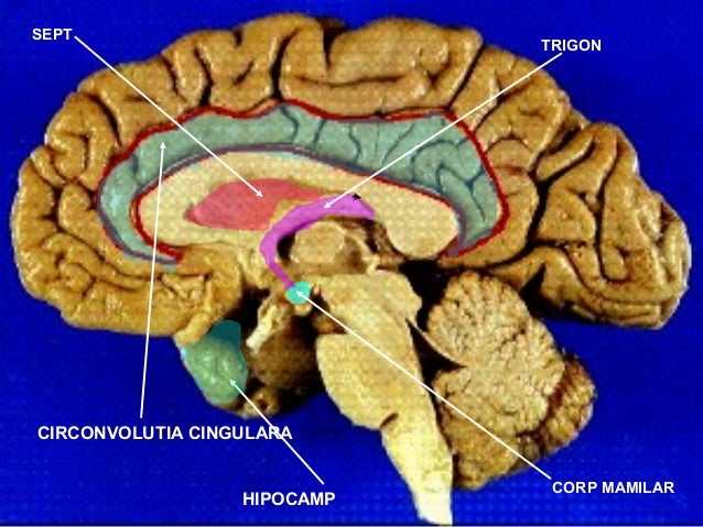 Sistemul limbic atlas de neuroanatomie