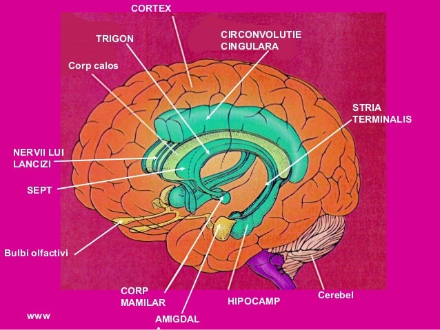 Sistemul limbic atlas de neuroanatomie