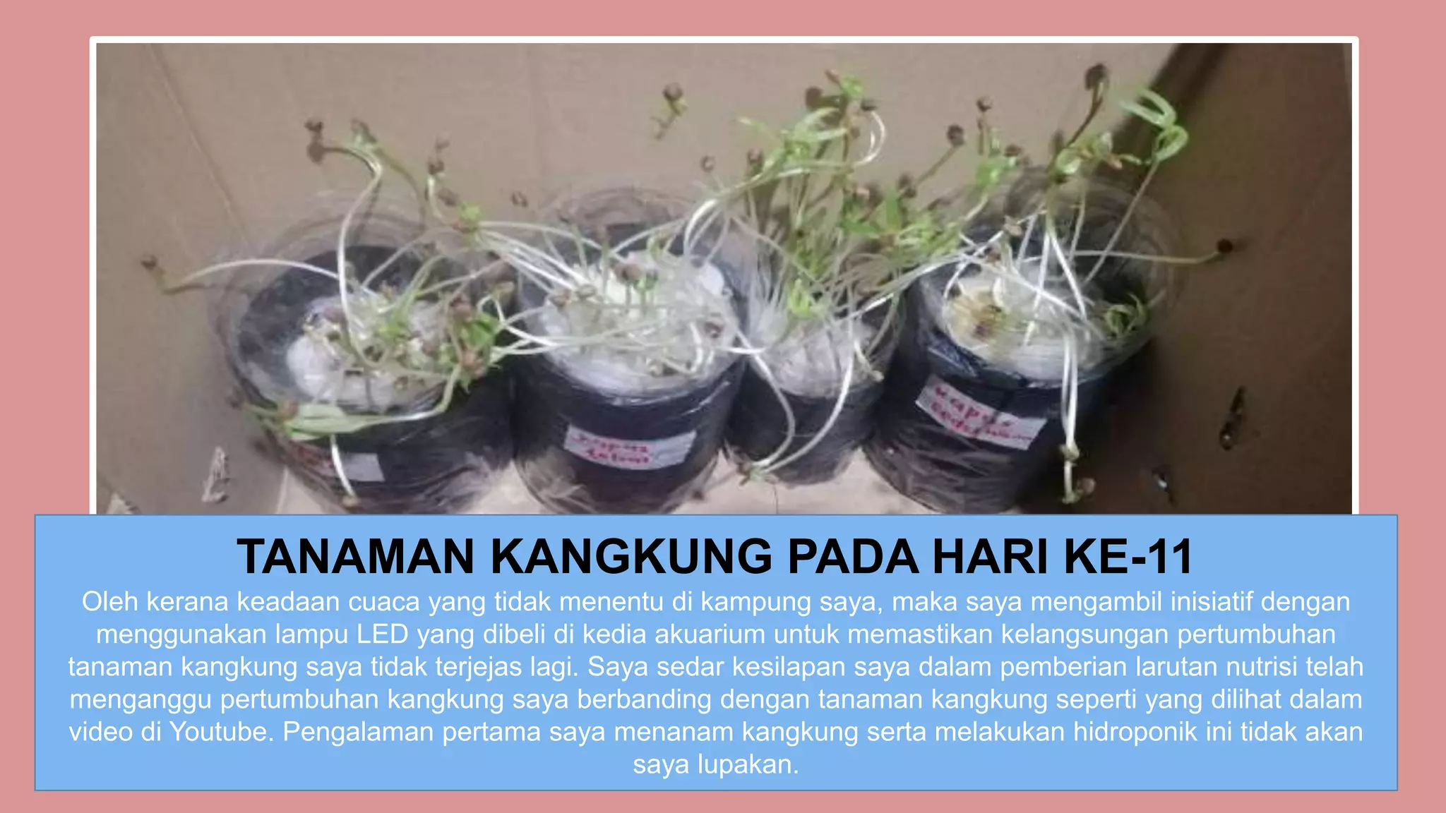 A163363 LMCP 2512 TASK 1 KANGUNG HIDROPONIK | PPTX