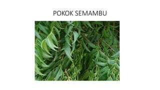 LMCP1502 POKOK BERKHASIAT DAN MENGUKUHKAN JALAN RAYA | PPTX