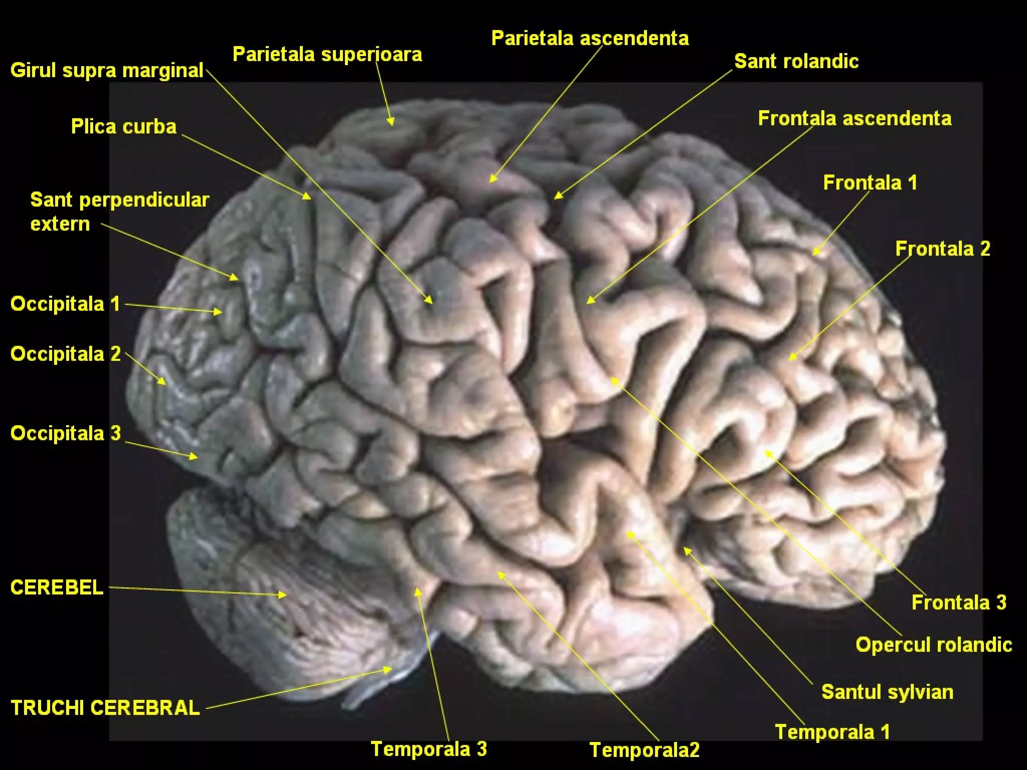 Cortex atlas de neuroanatomie | PPT | Free Download