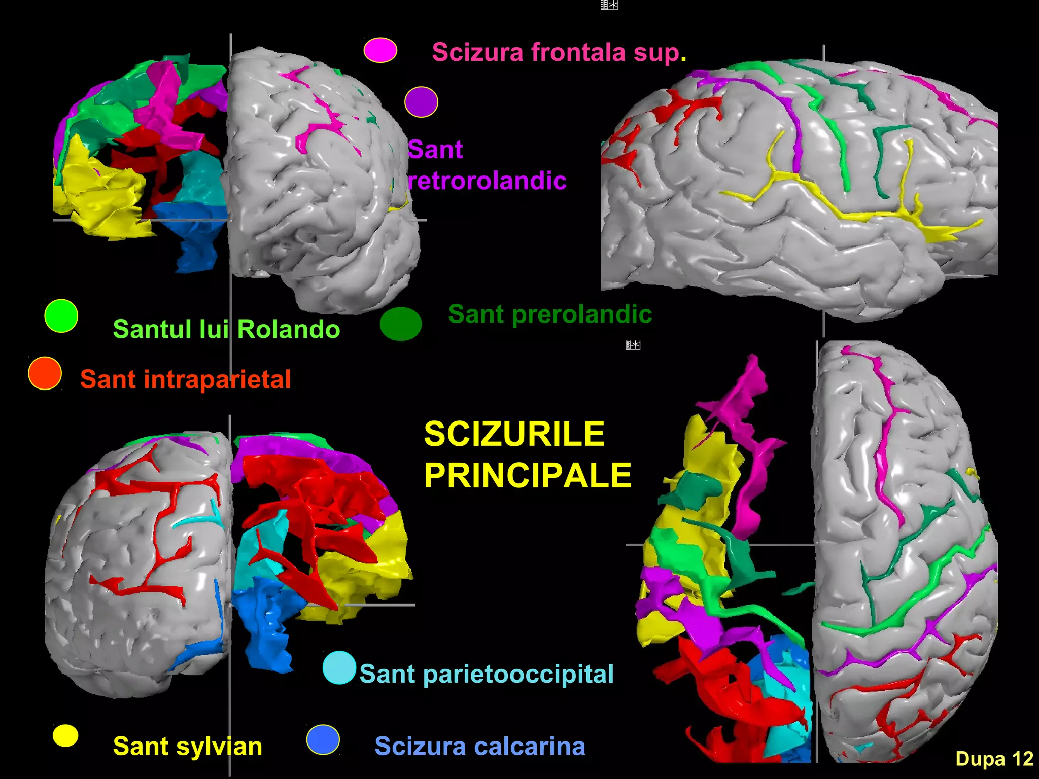 Cortex atlas de neuroanatomie | PPT | Free Download