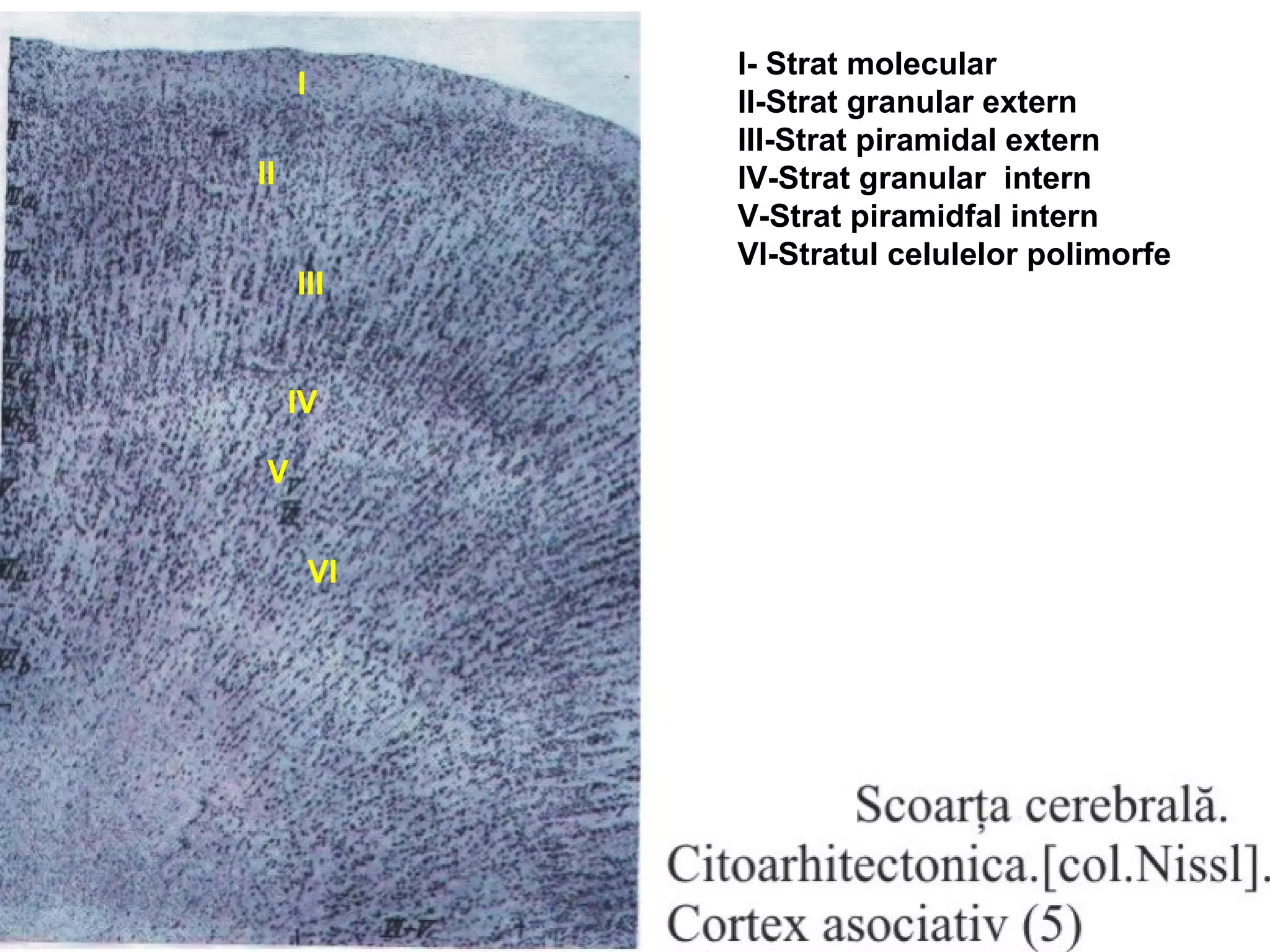 Cortex atlas de neuroanatomie | PPT
