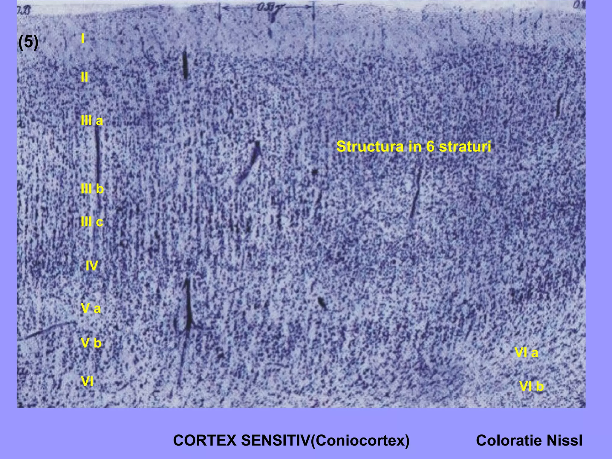 Cortex atlas de neuroanatomie | PPT