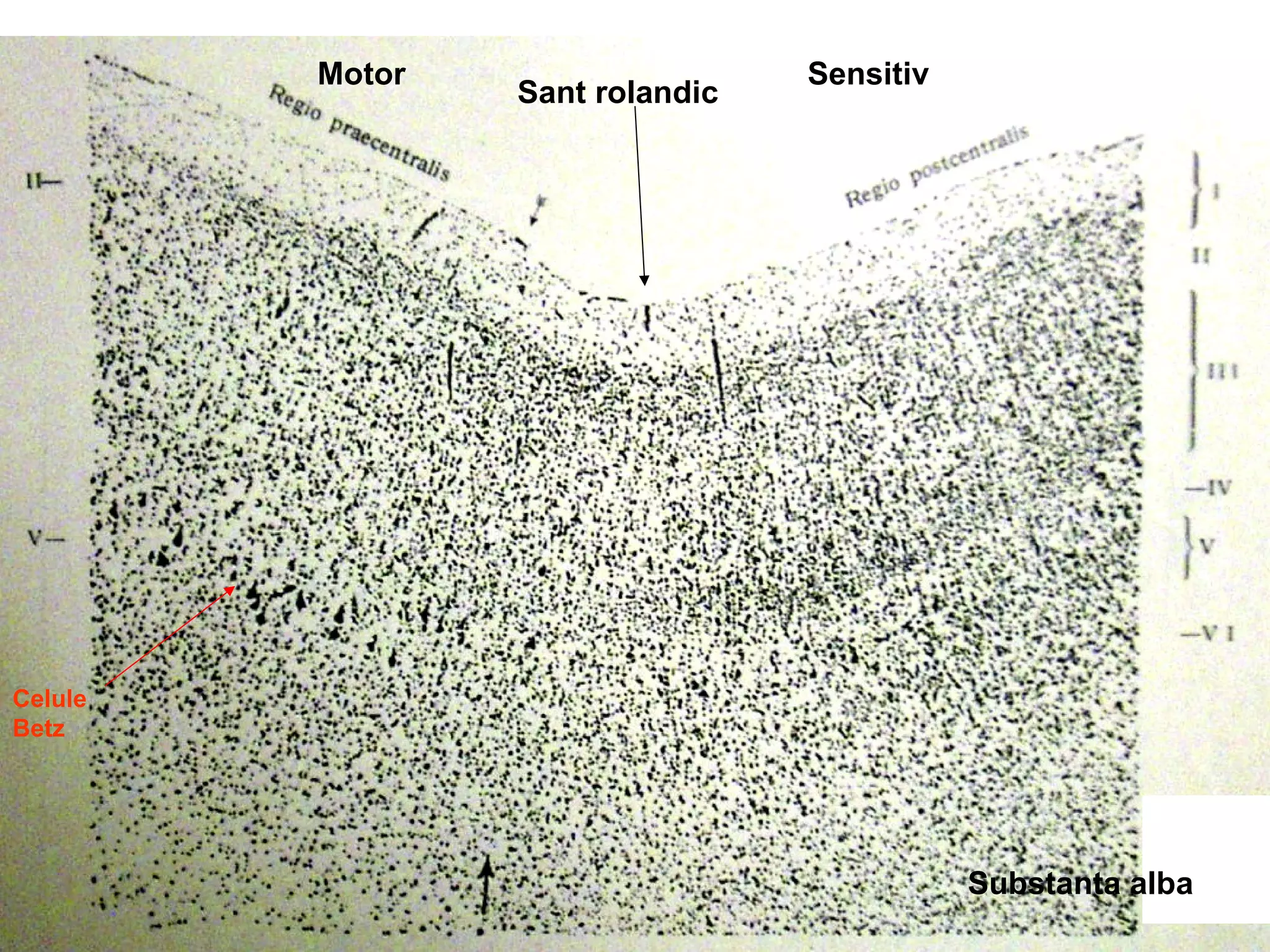 Cortex atlas de neuroanatomie | PPT