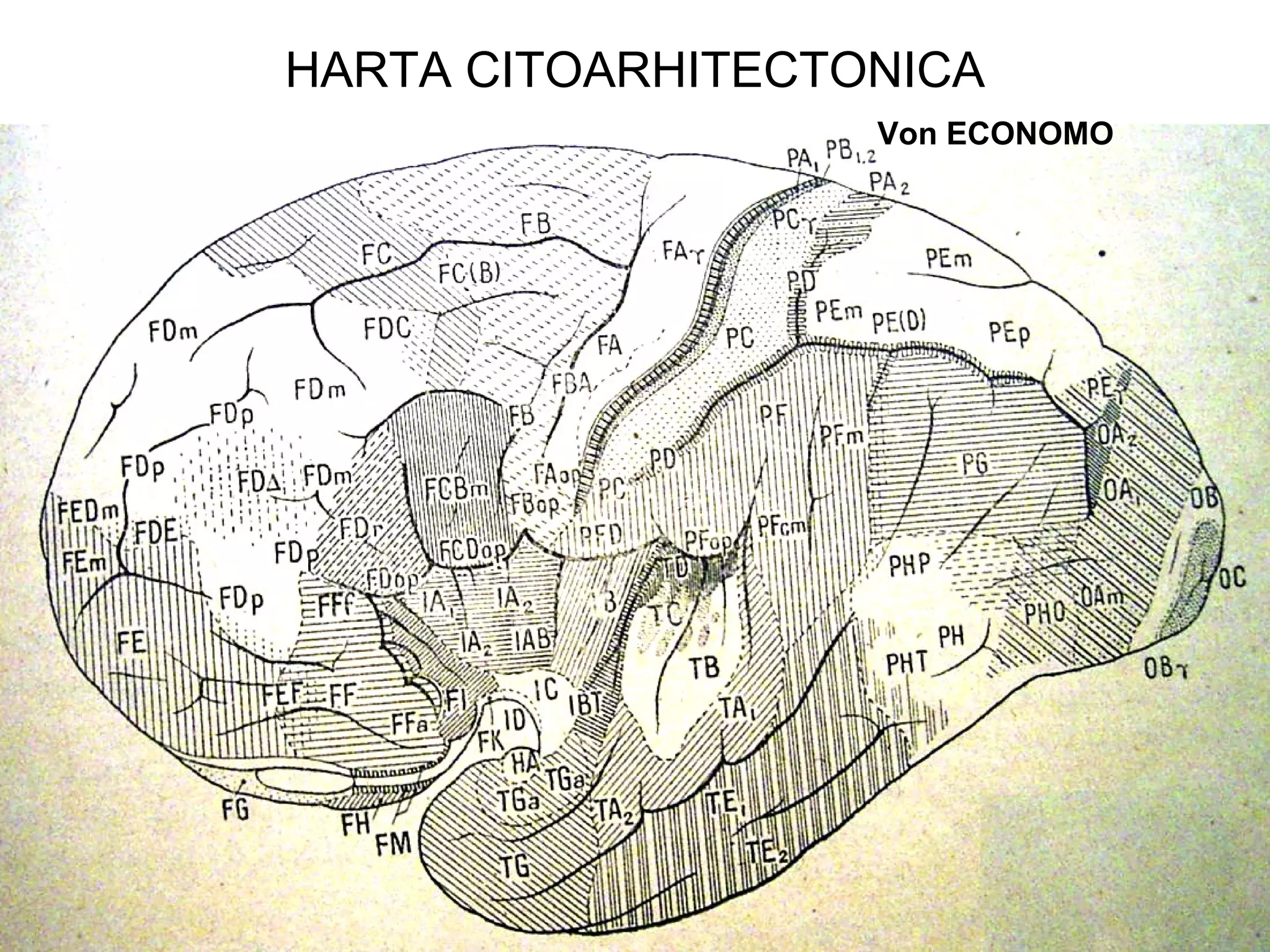 Cortex atlas de neuroanatomie | PPT