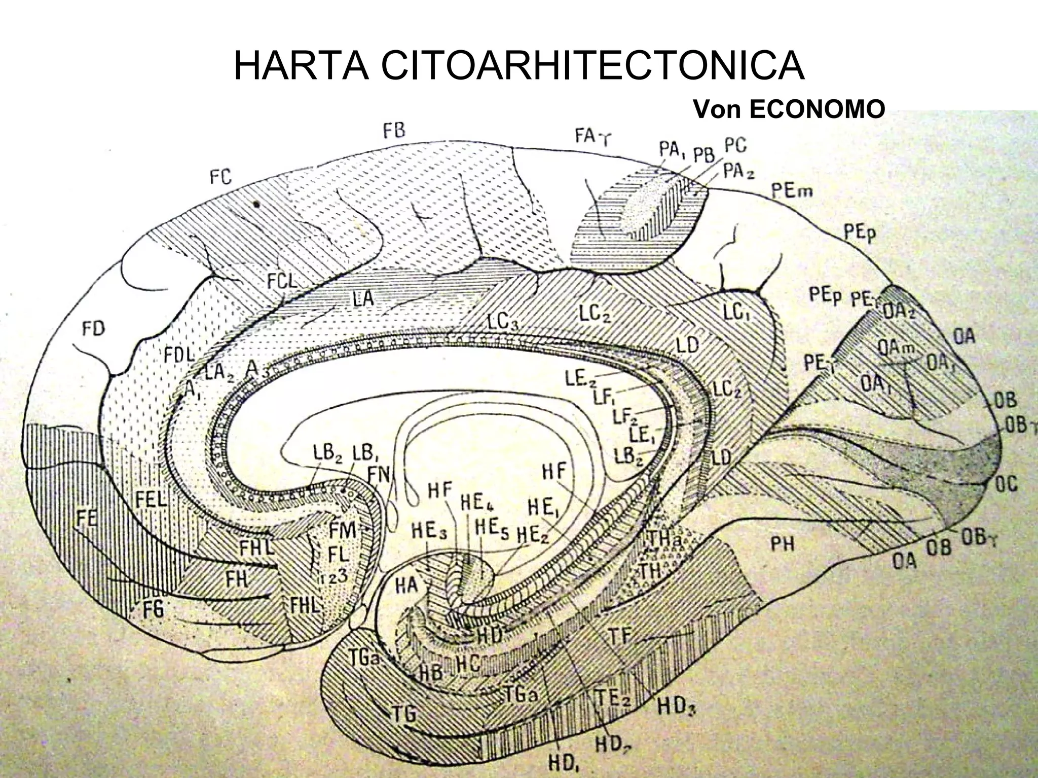 Cortex atlas de neuroanatomie | PPT