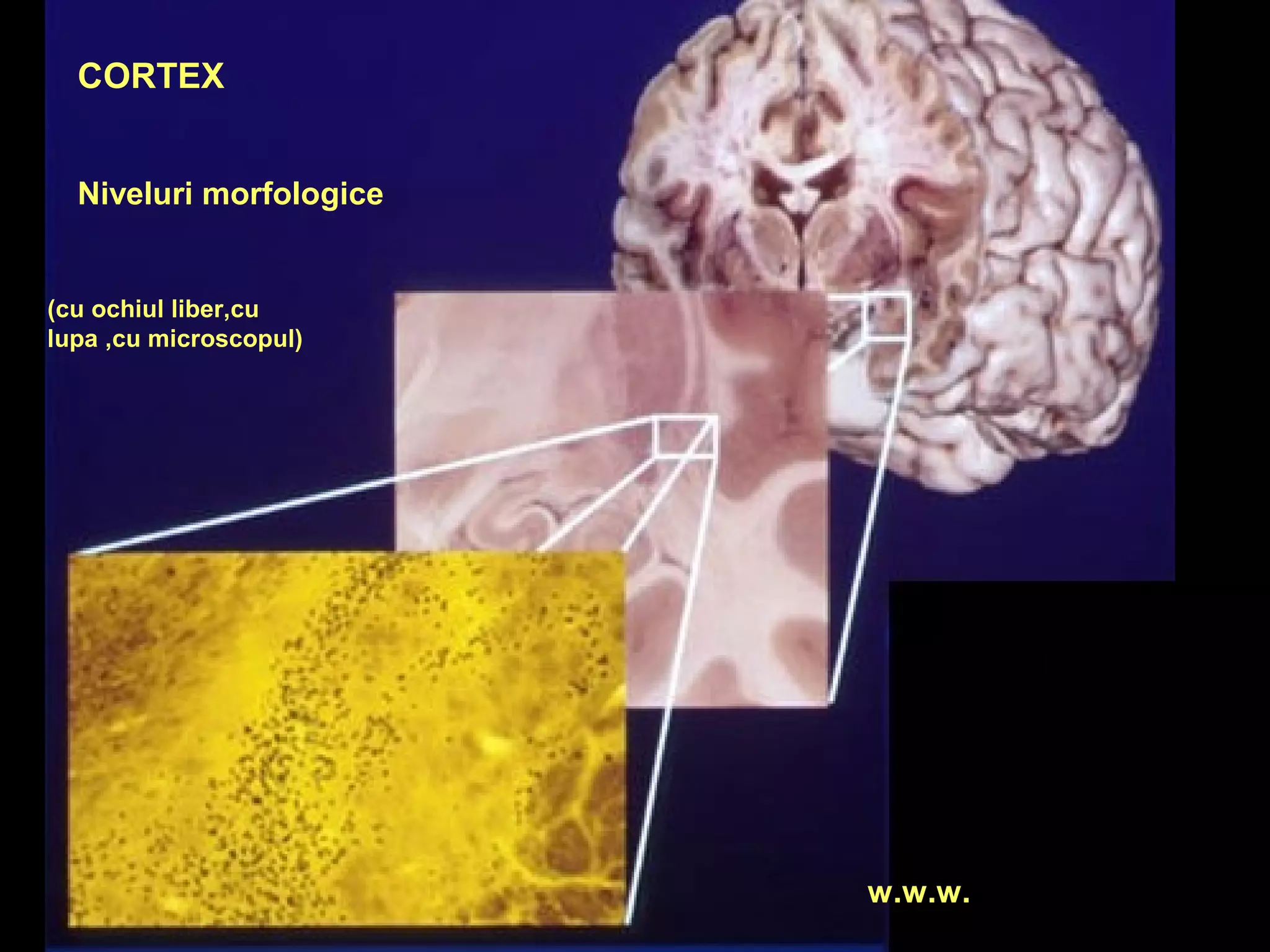 Cortex atlas de neuroanatomie | PPT