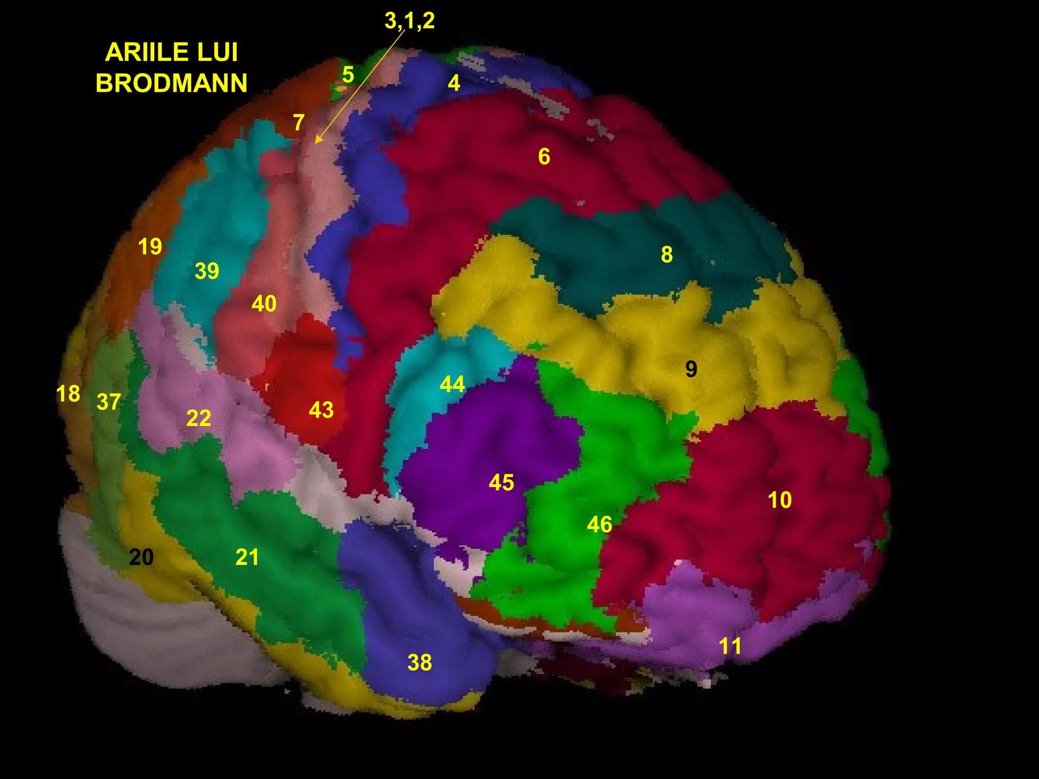 Cortex atlas de neuroanatomie | PPT