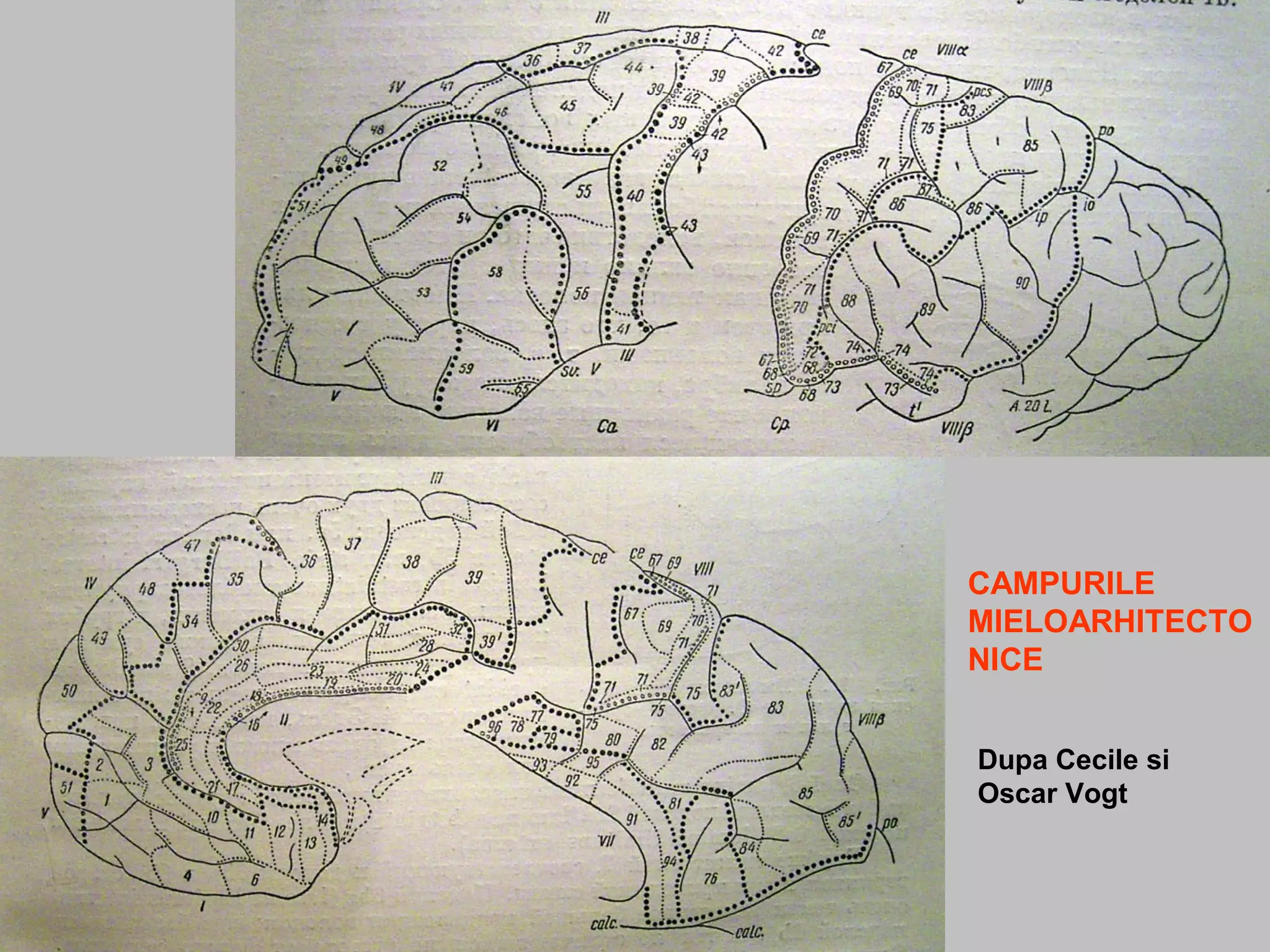 Cortex atlas de neuroanatomie | PPT