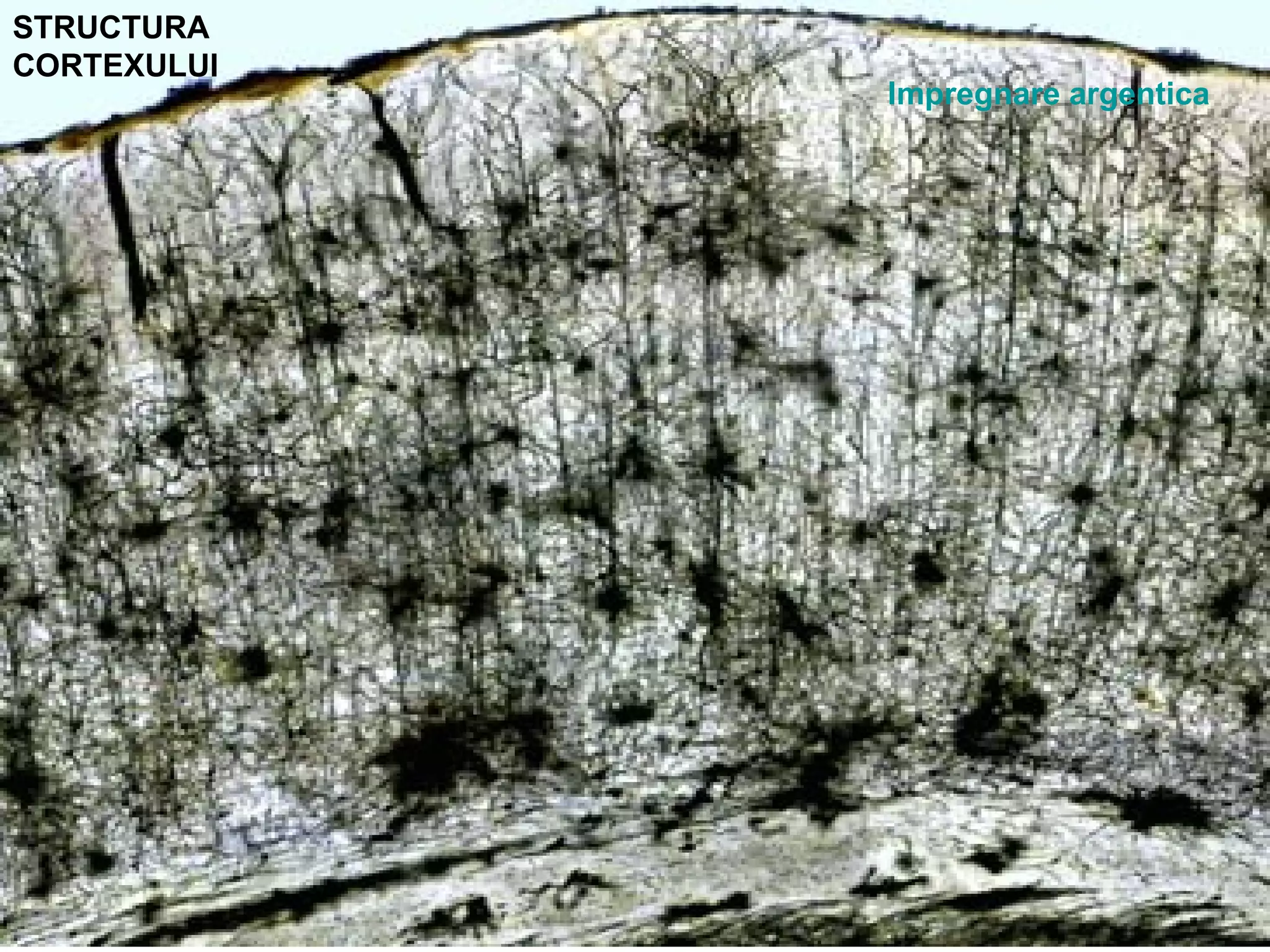 Cortex atlas de neuroanatomie | PPT
