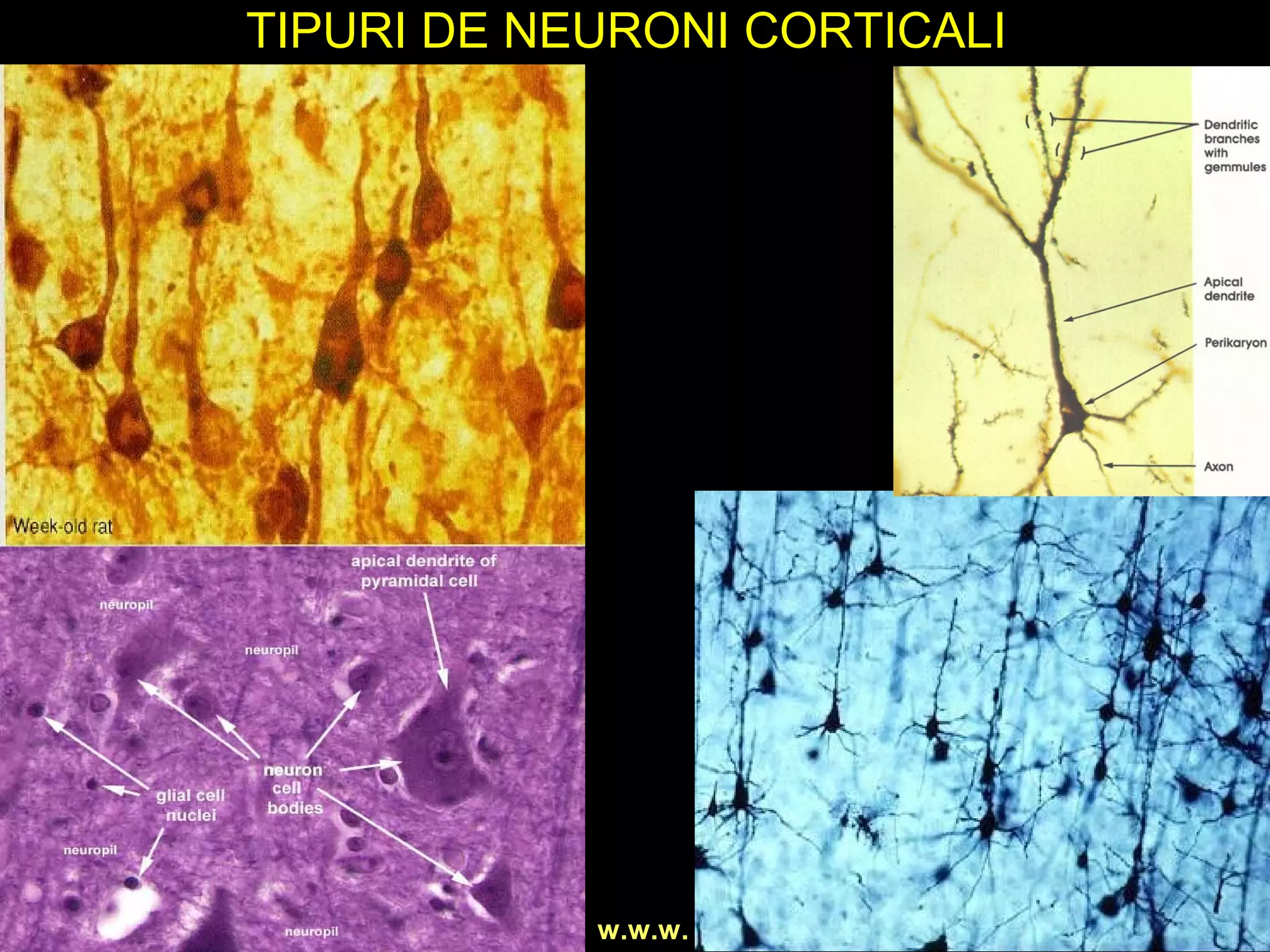 Cortex atlas de neuroanatomie | PPT