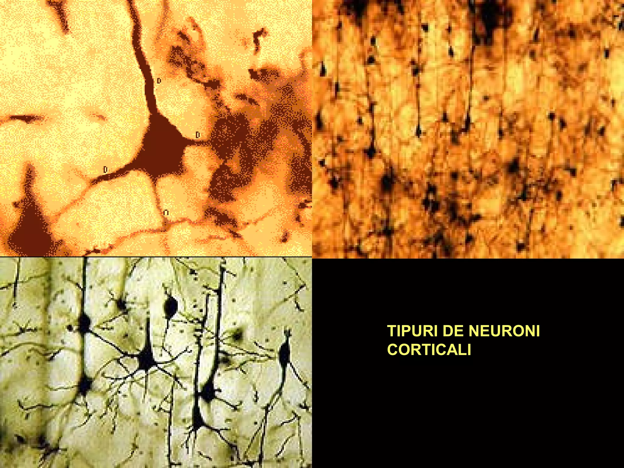 Cortex atlas de neuroanatomie | PPT