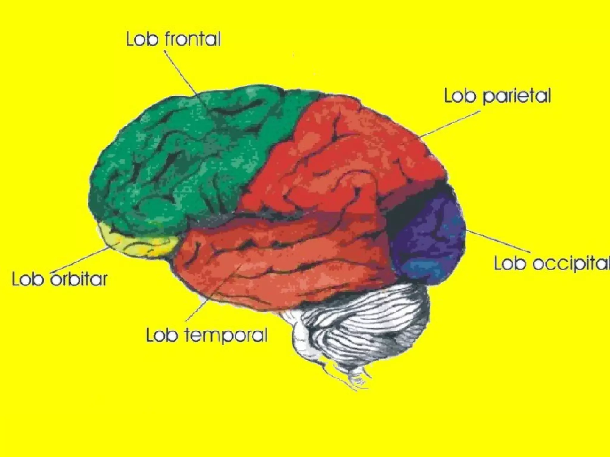 Cortex atlas de neuroanatomie | PPT