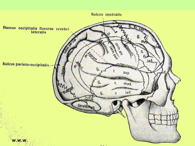 Cortex atlas de neuroanatomie | PPT