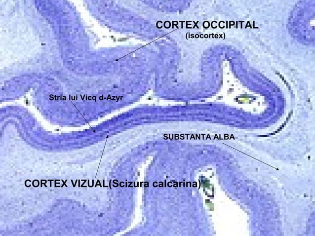 Cortex atlas de neuroanatomie | PPT