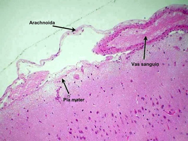 Cortex atlas de neuroanatomie | PPT