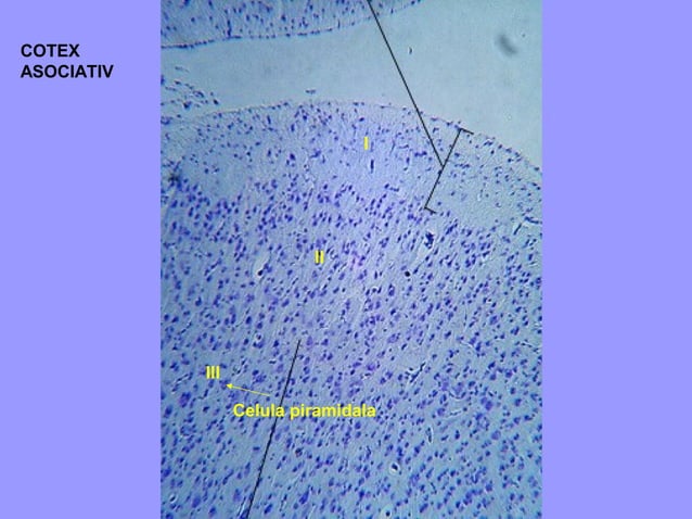 Cortex atlas de neuroanatomie | PPT