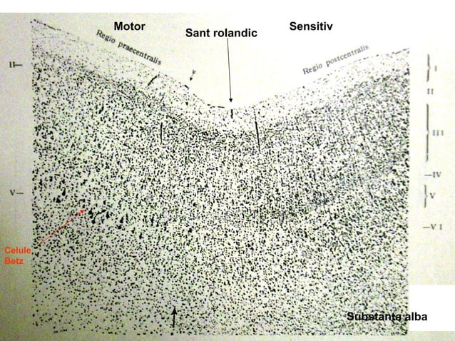 Cortex atlas de neuroanatomie | PPT