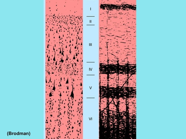 Cortex atlas de neuroanatomie | PPT