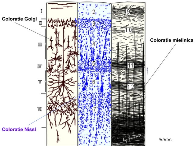 Cortex atlas de neuroanatomie | PPT