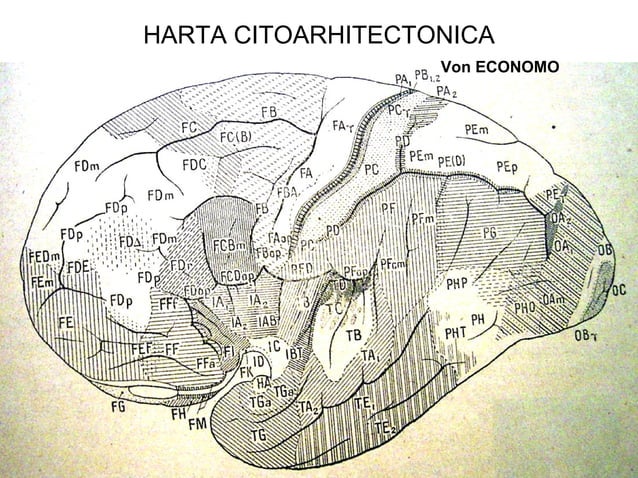 Cortex atlas de neuroanatomie | PPT