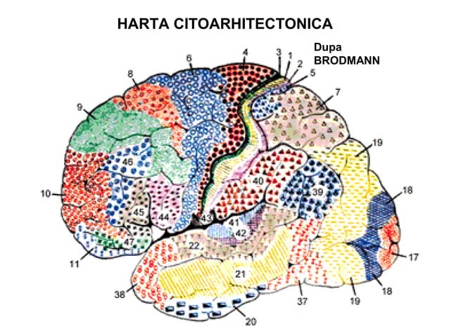 Cortex atlas de neuroanatomie | PPT
