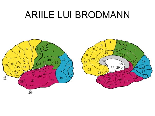 Cortex atlas de neuroanatomie | PPT