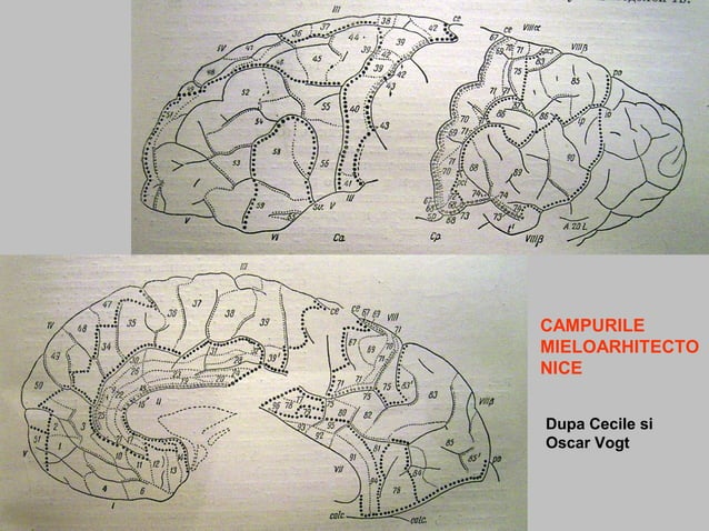 Cortex atlas de neuroanatomie | PPT