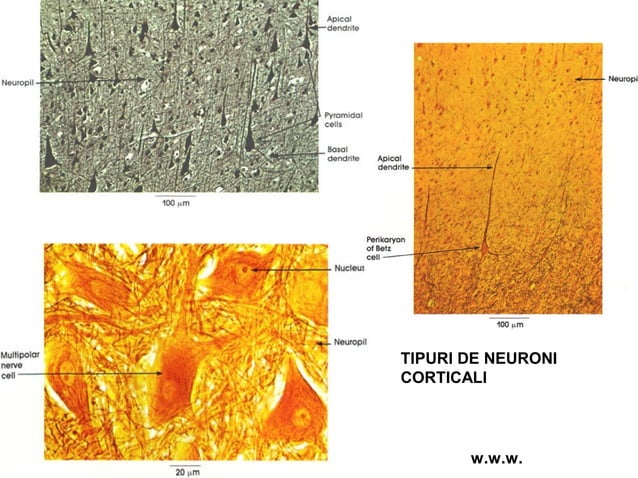 Cortex atlas de neuroanatomie | PPT