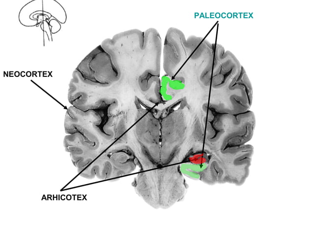 Cortex atlas de neuroanatomie | PPT