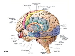 Cortex atlas de neuroanatomie | PPT