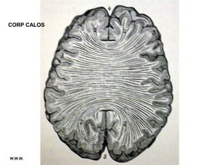 Cortex atlas de neuroanatomie | PPT