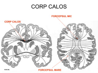 Cortex atlas de neuroanatomie | PPT