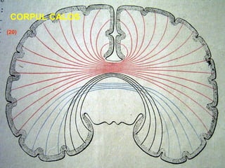 Cortex atlas de neuroanatomie | PPT