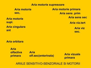 Scoarta cerebrala atlas de neuroanatomie | PPT