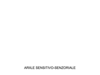 Scoarta cerebrala atlas de neuroanatomie | PPT