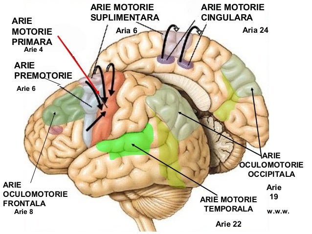 Scoarta cerebrala atlas de neuroanatomie