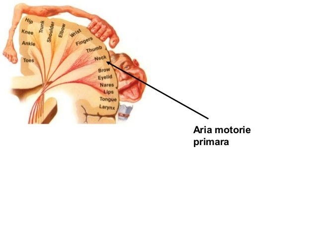 Scoarta cerebrala atlas de neuroanatomie