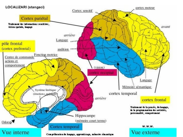 Scoarta cerebrala atlas de neuroanatomie