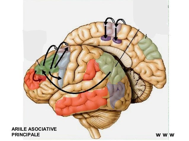 Scoarta cerebrala atlas de neuroanatomie