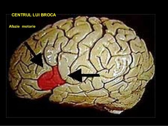 Scoarta cerebrala atlas de neuroanatomie