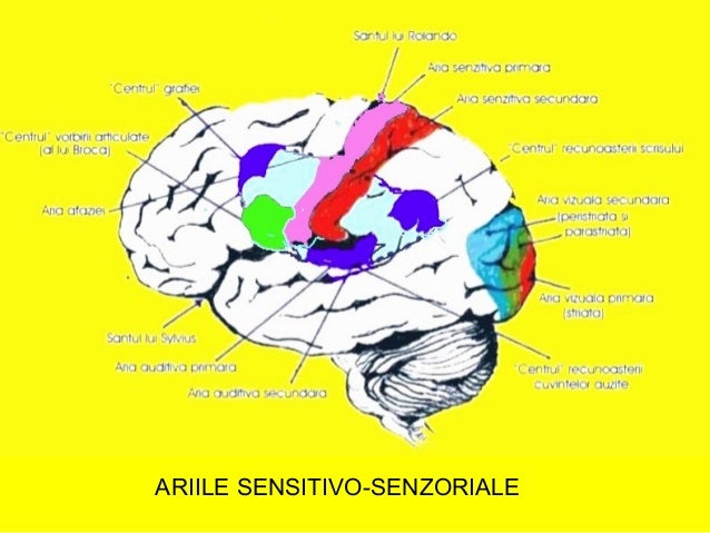 Scoarta cerebrala atlas de neuroanatomie