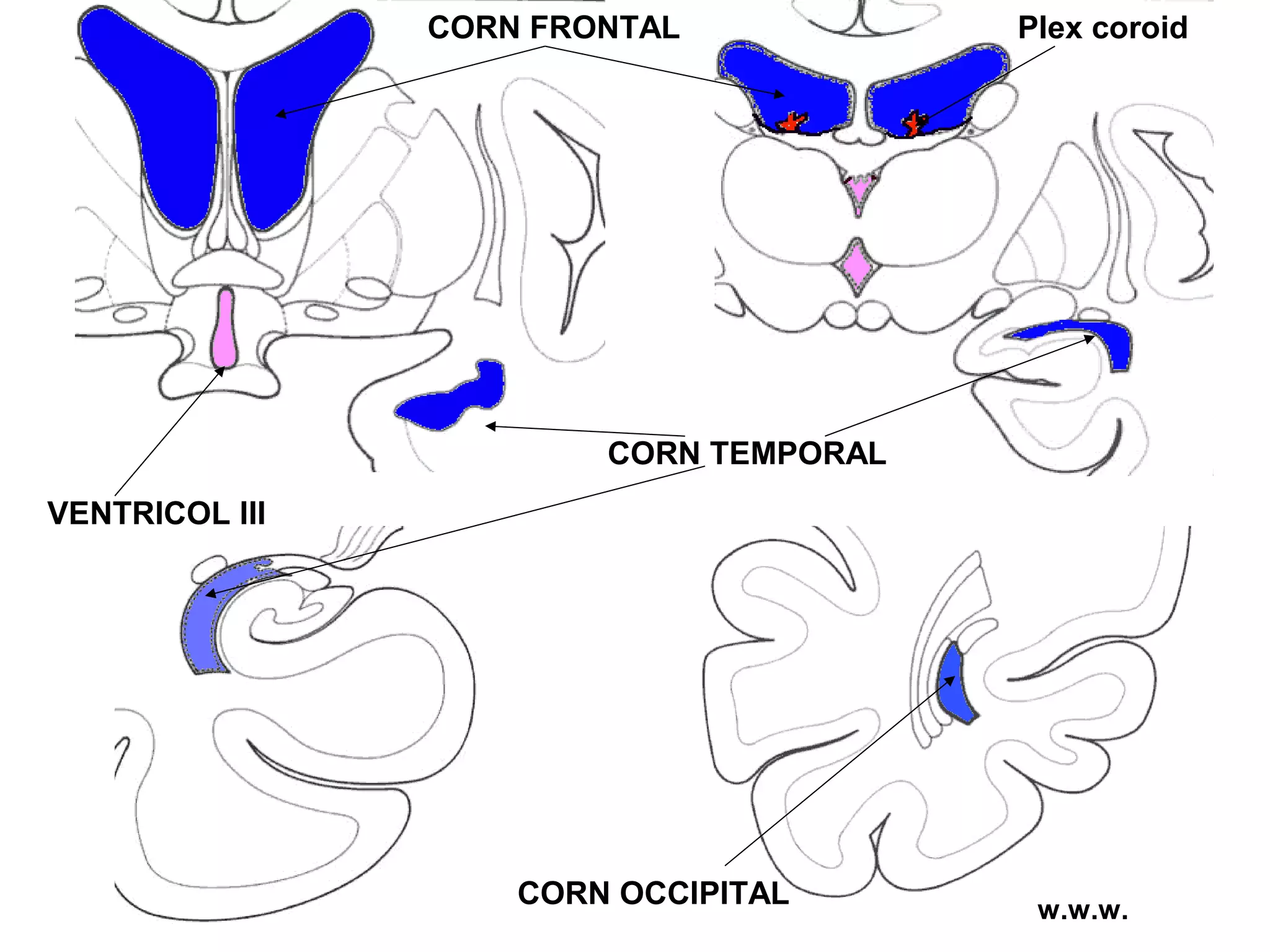 Atlas de neuroanatomie - Ventriculi cerebrali | PPT
